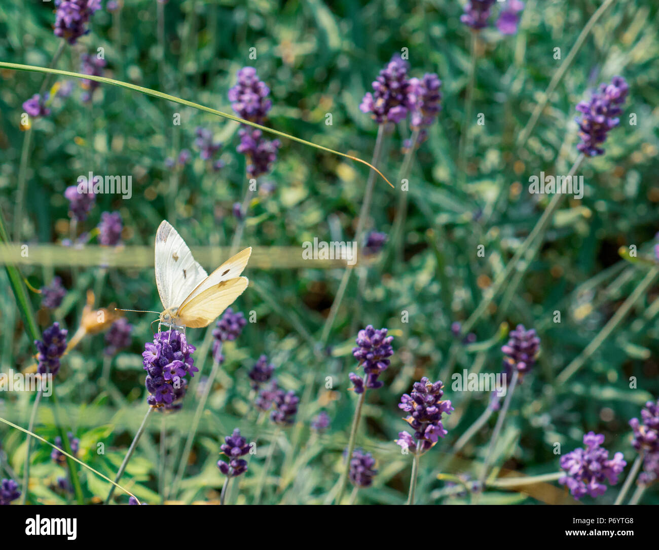 Outdoor summer color portrait of a single white pieris rapae, cabbage ...