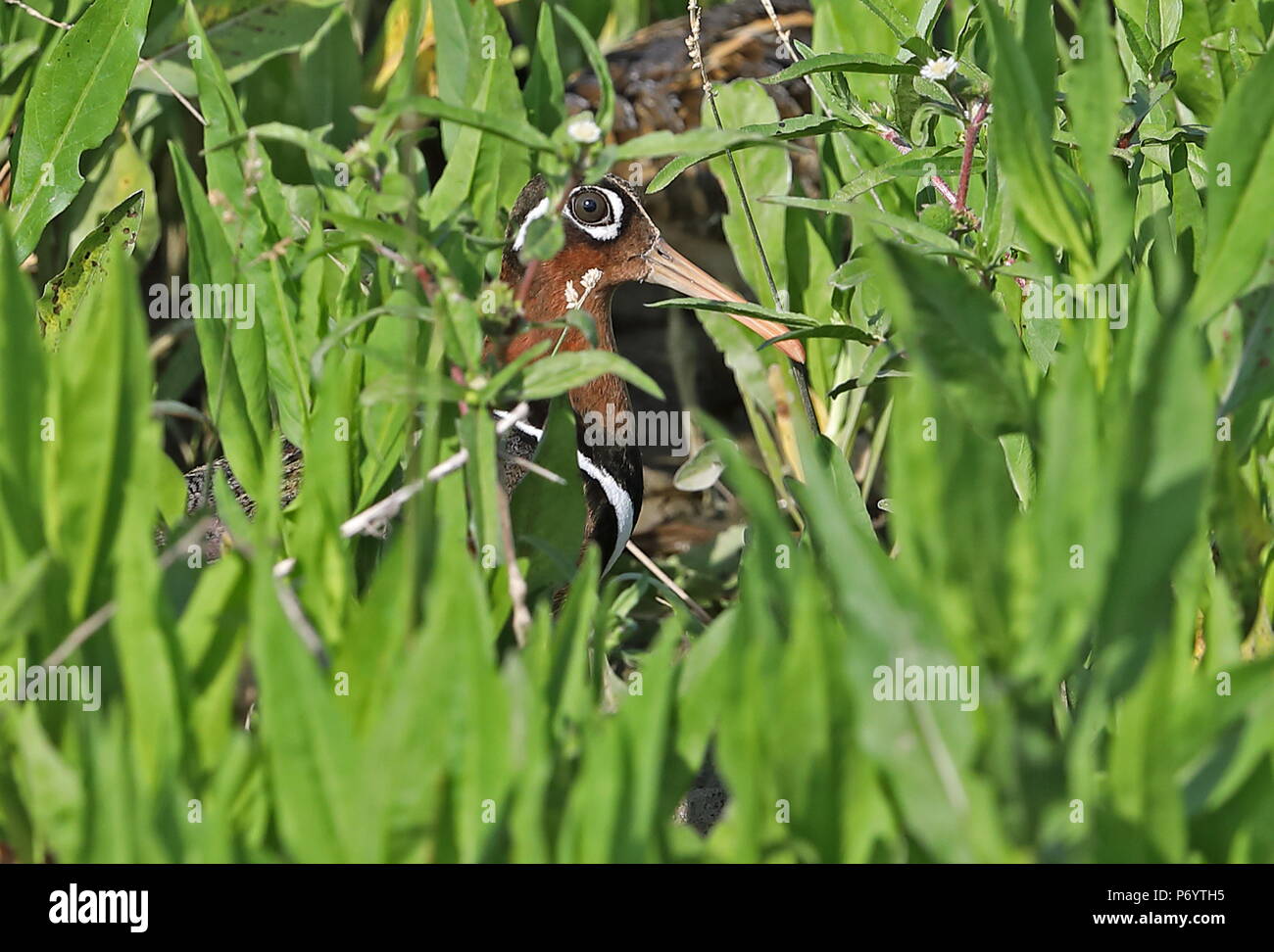 Greater Painted-snipe (Rostratula benghalensis) female in damp ...