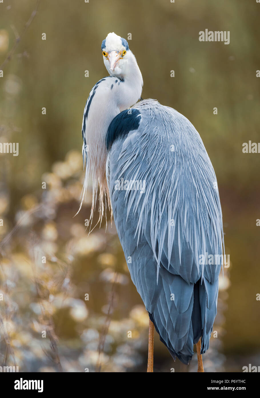 Color outdoor wildlife natural close up portrait of a single heron ...
