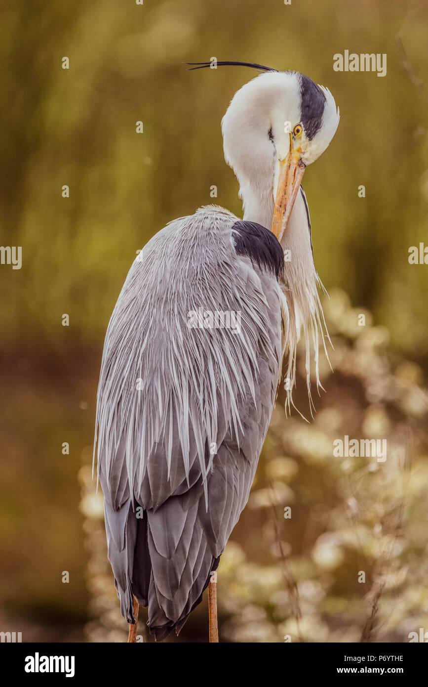 Color outdoor wildlife natural close up portrait of a single heron ...