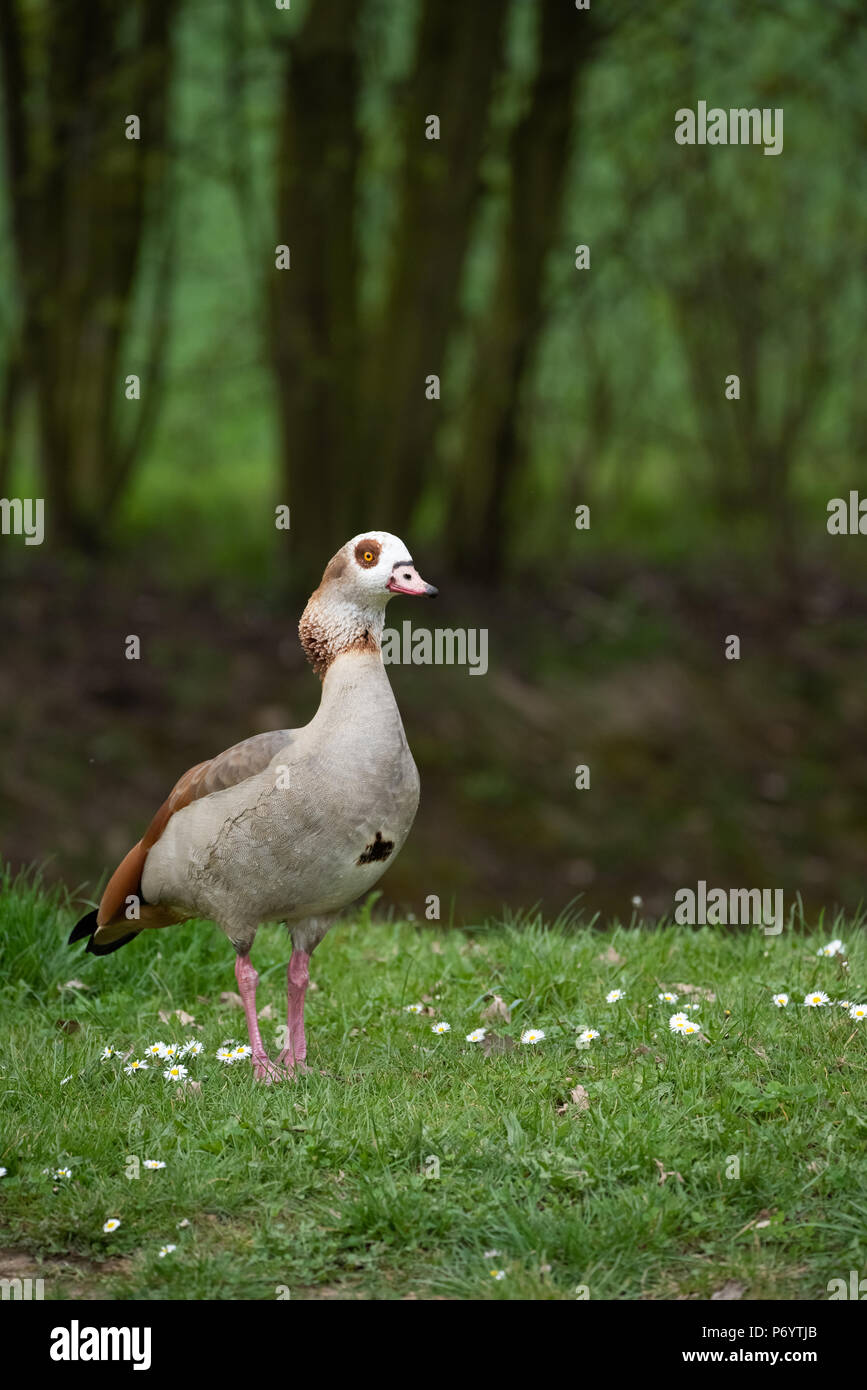 Color outdoor wildlife portrait of a single walking duck on green grass ...