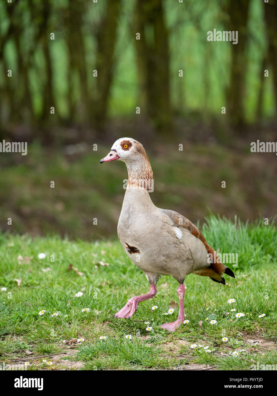 Color outdoor wildlife portrait of a single walking duck on green grass ...