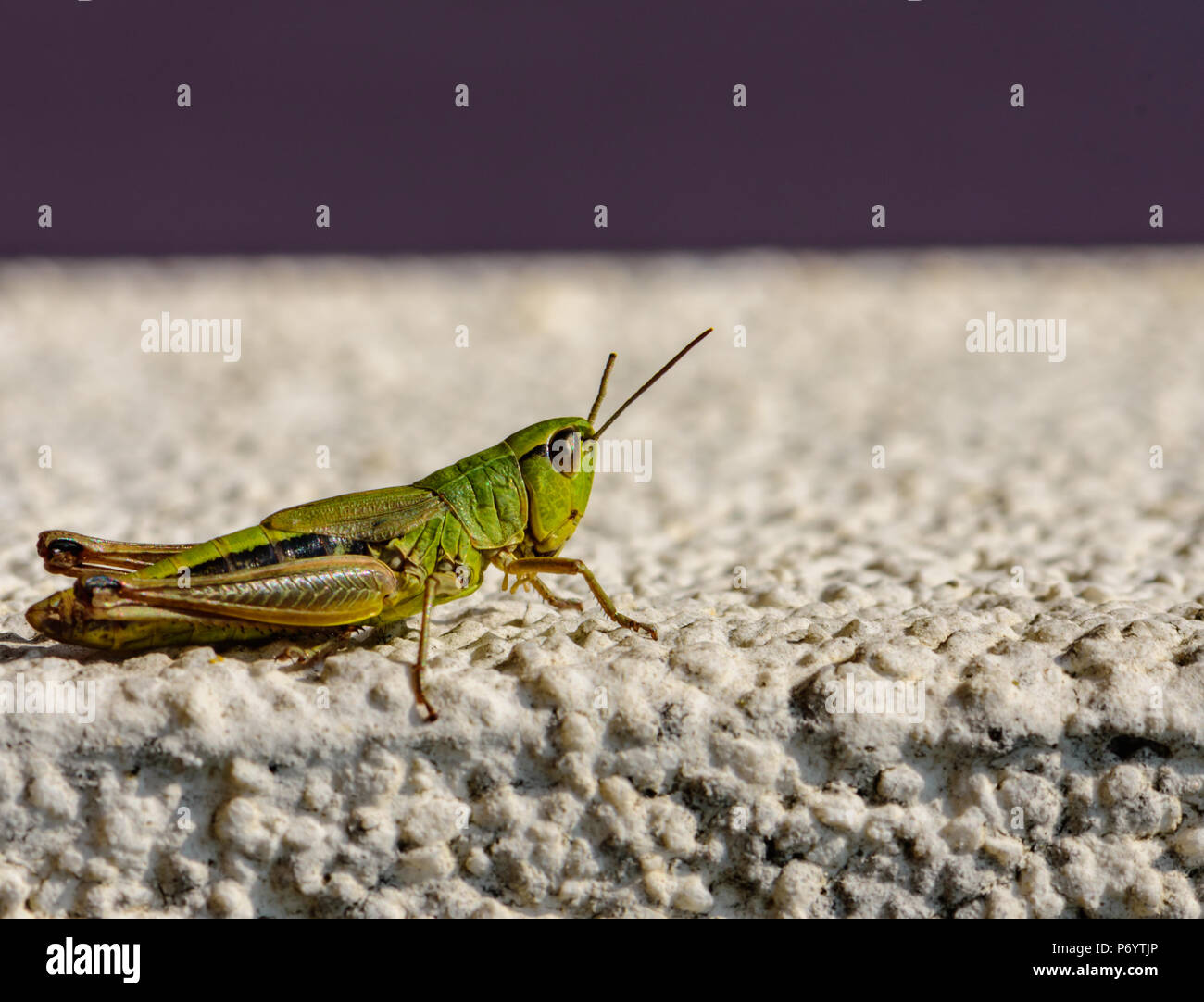 Colorful outdoor wildlife portrait of a single isolated green ...