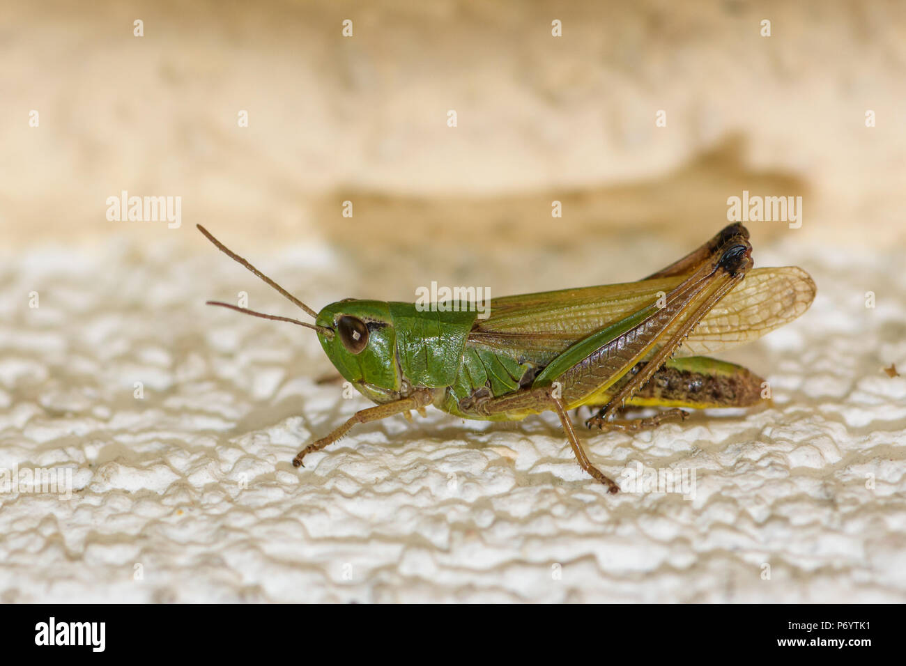 Colorful outdoor wildlife portrait of a single isolated green ...