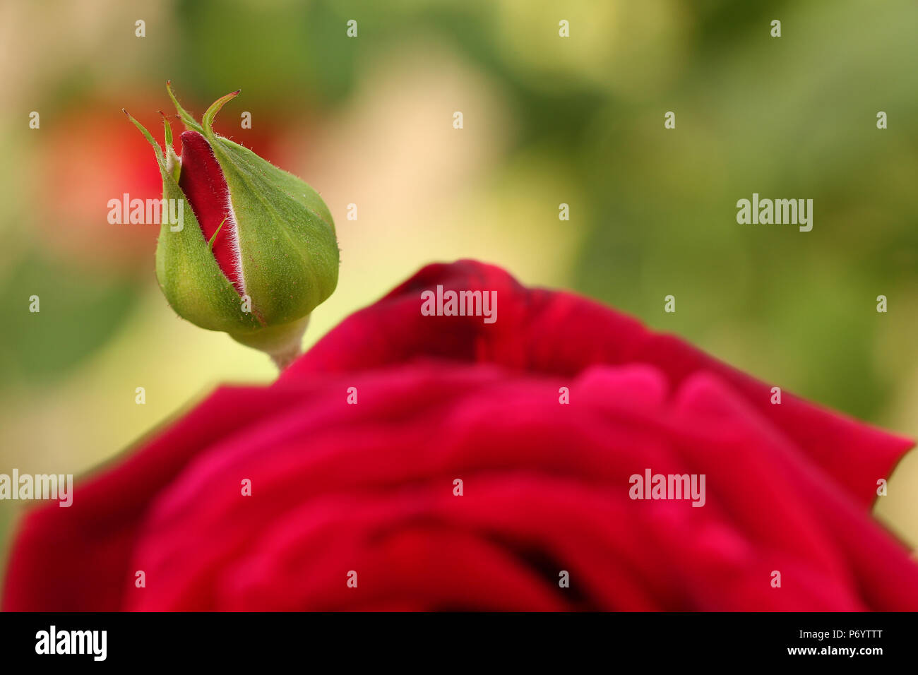 Closed bud red rose flower hi-res stock photography and images - Alamy