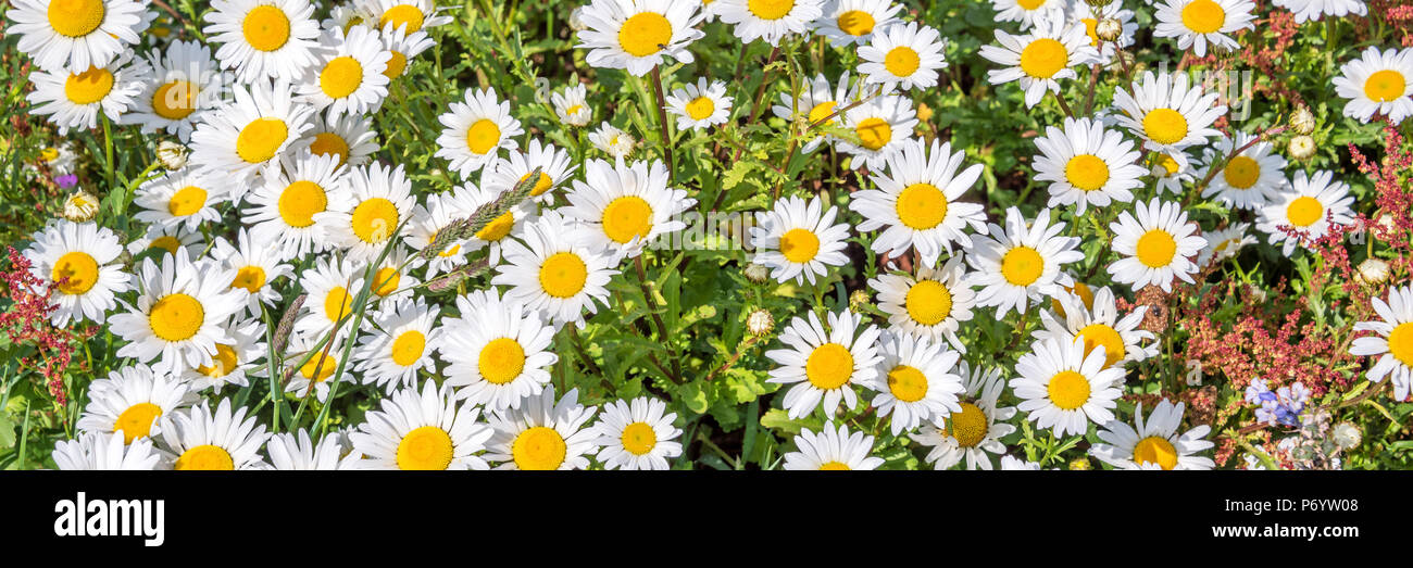 Daisy field panoramic background Stock Photo - Alamy