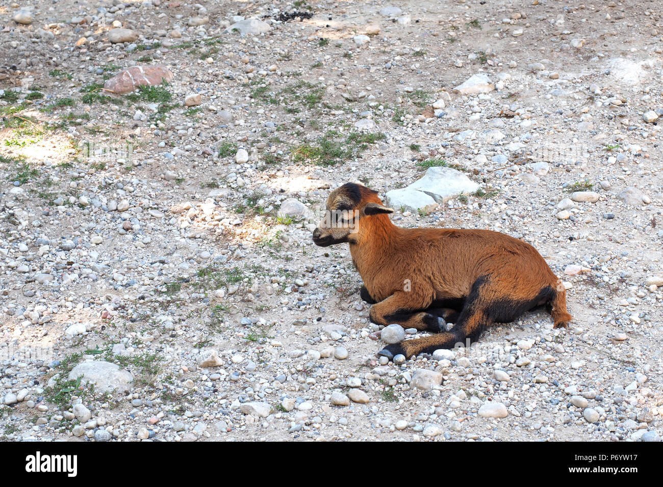 Seated lamb hi-res stock photography and images - Alamy