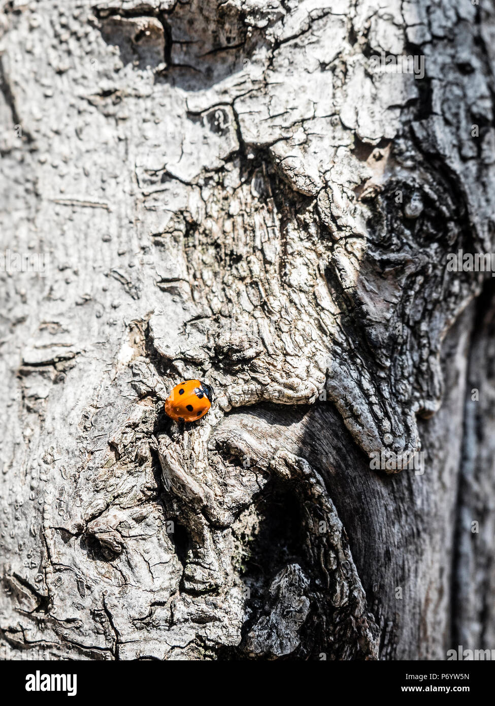 Orange Ladybug on tree burk Stock Photo - Alamy