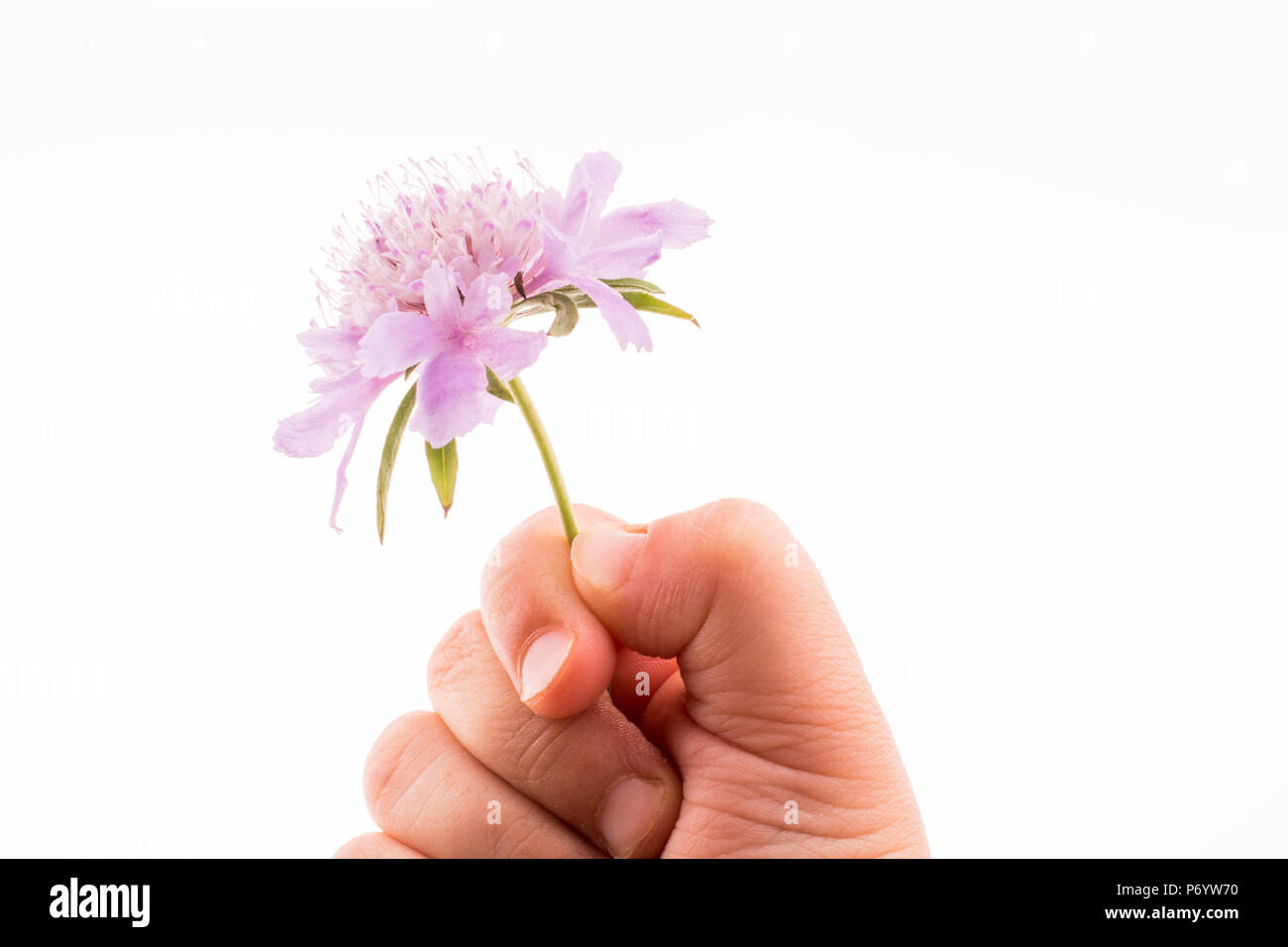 Hand holding A Purple Flower on a white background Stock Photo - Alamy