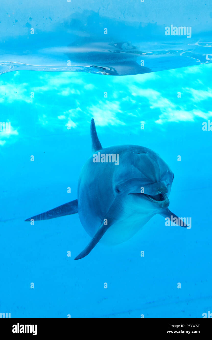 Dolphin underwater looking and posing for photo Stock Photo - Alamy