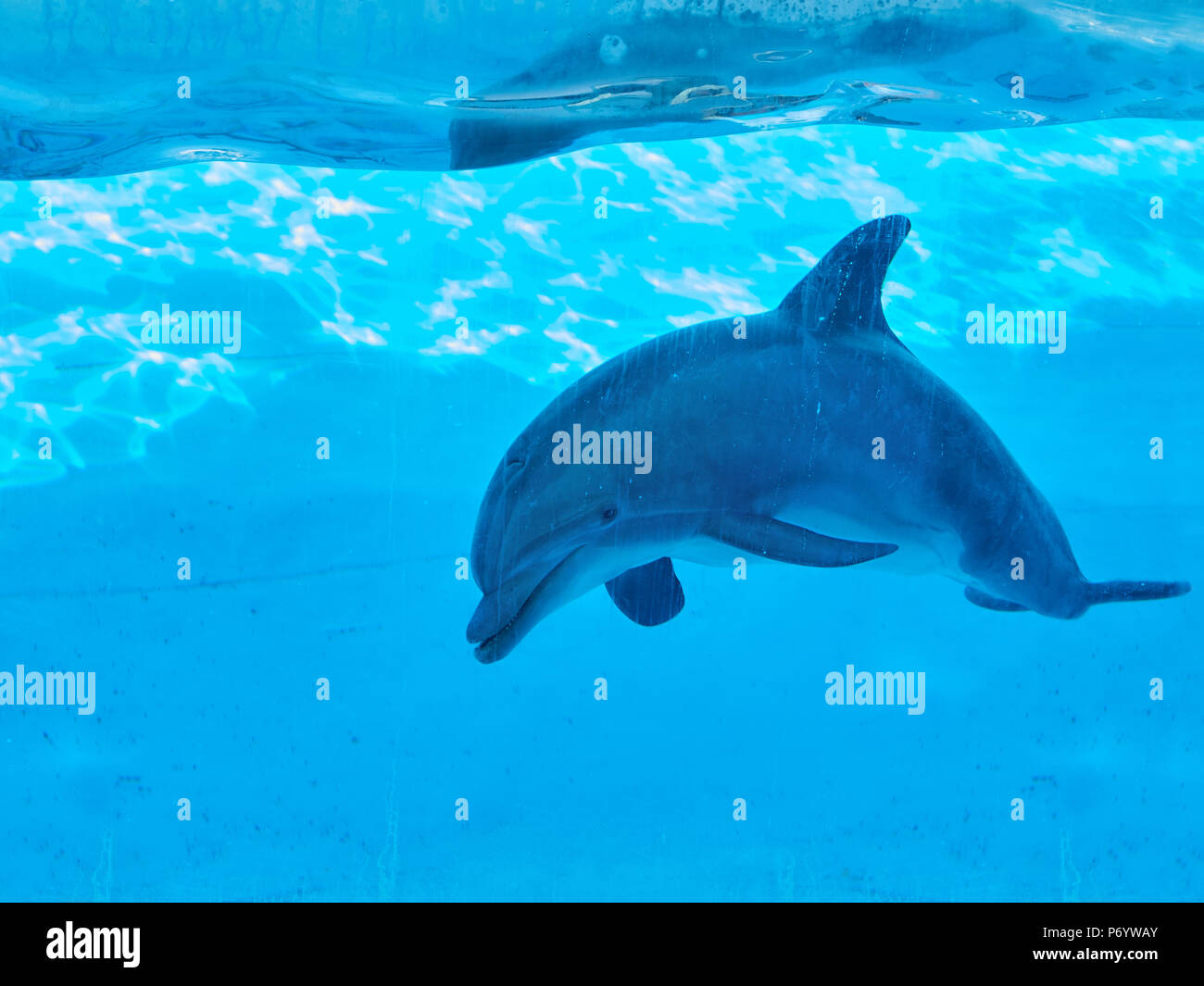 Dolphin looking and swimming underwater Stock Photo - Alamy