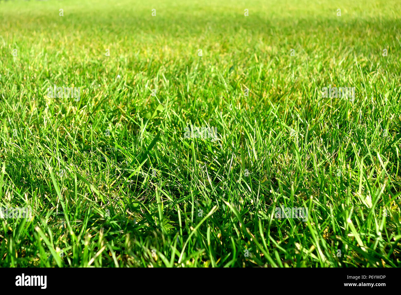 Hugh grass hi-res stock photography and images - Alamy