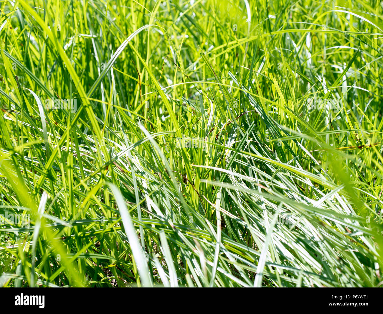 Hugh grass hi-res stock photography and images - Alamy