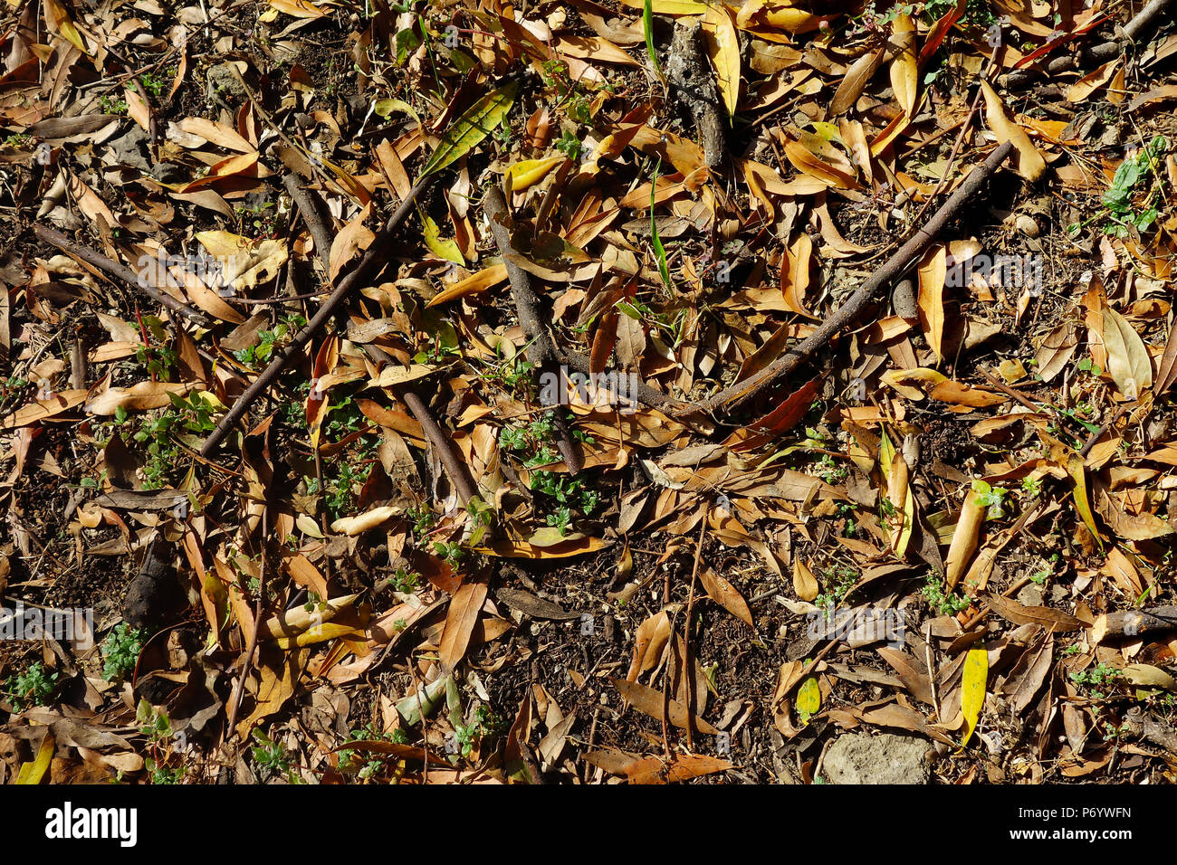 Autumn Ground background Stock Photo - Alamy