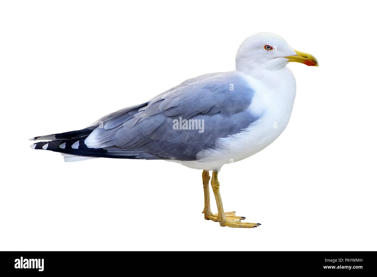 Seagull standing isolated Stock Photo - Alamy