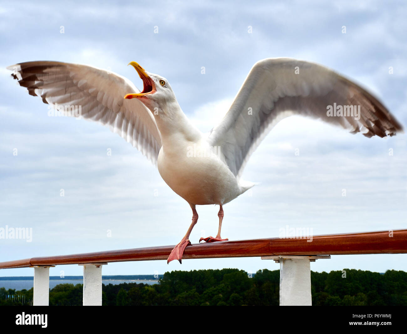 Screaming Seagull on handrail with spread wings Stock Photo - Alamy