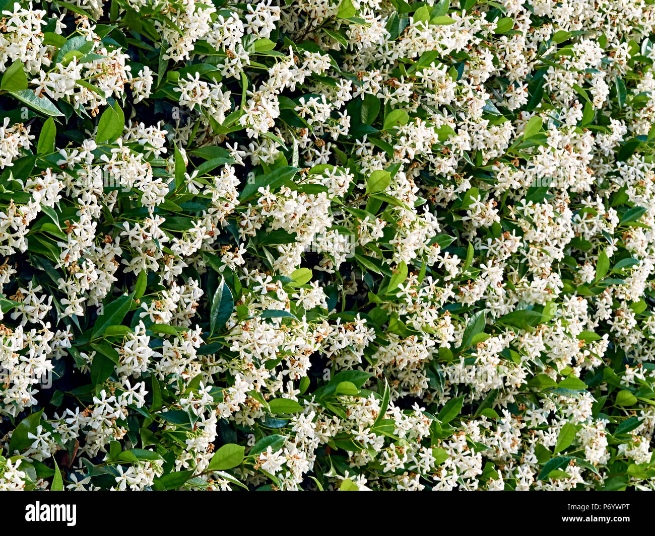 Closeup perspective view of Jasmine Hedge Stock Photo - Alamy