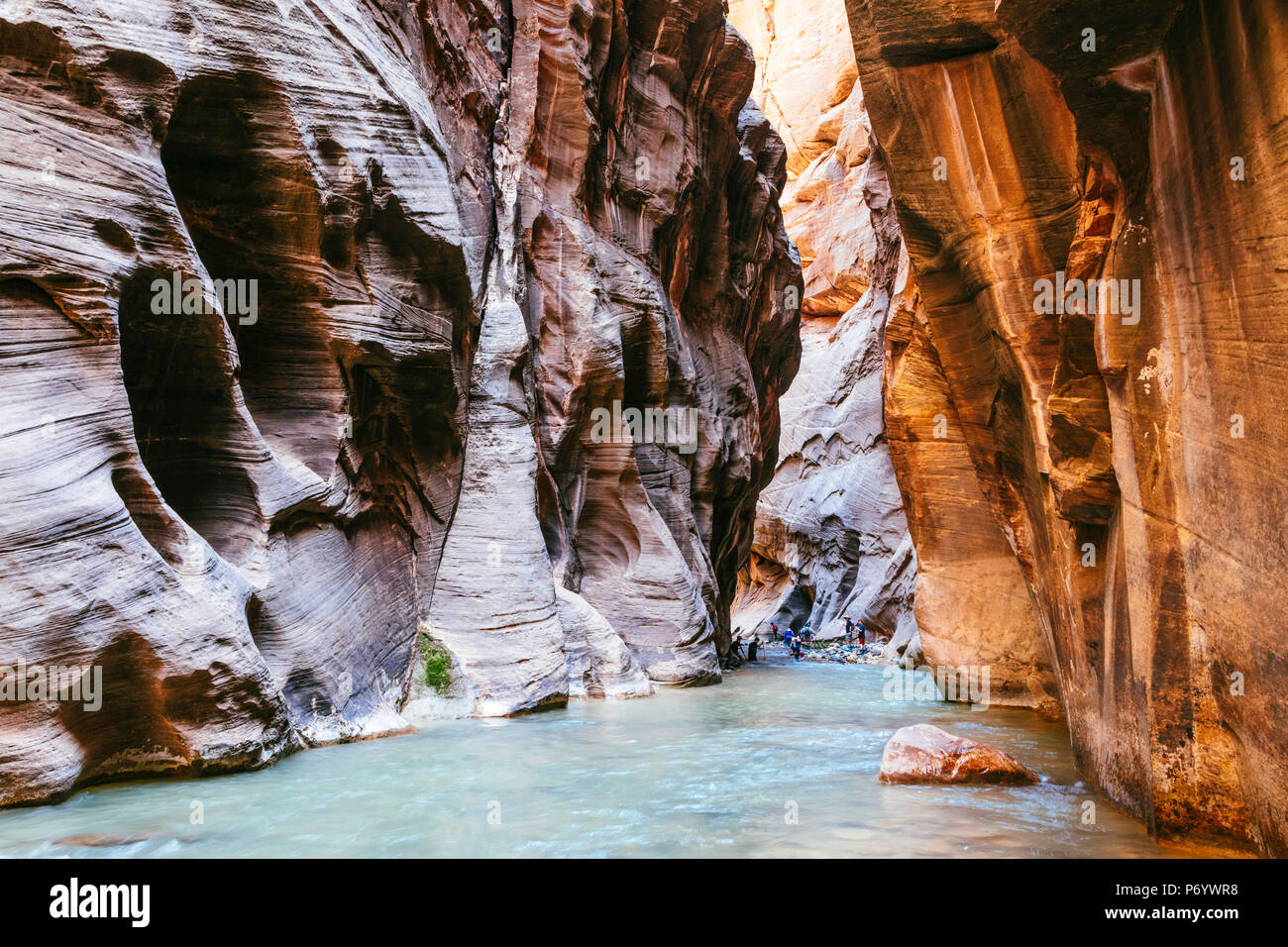 Famous hike in the Narrows, Virgin river, Zion Canyon National Park ...