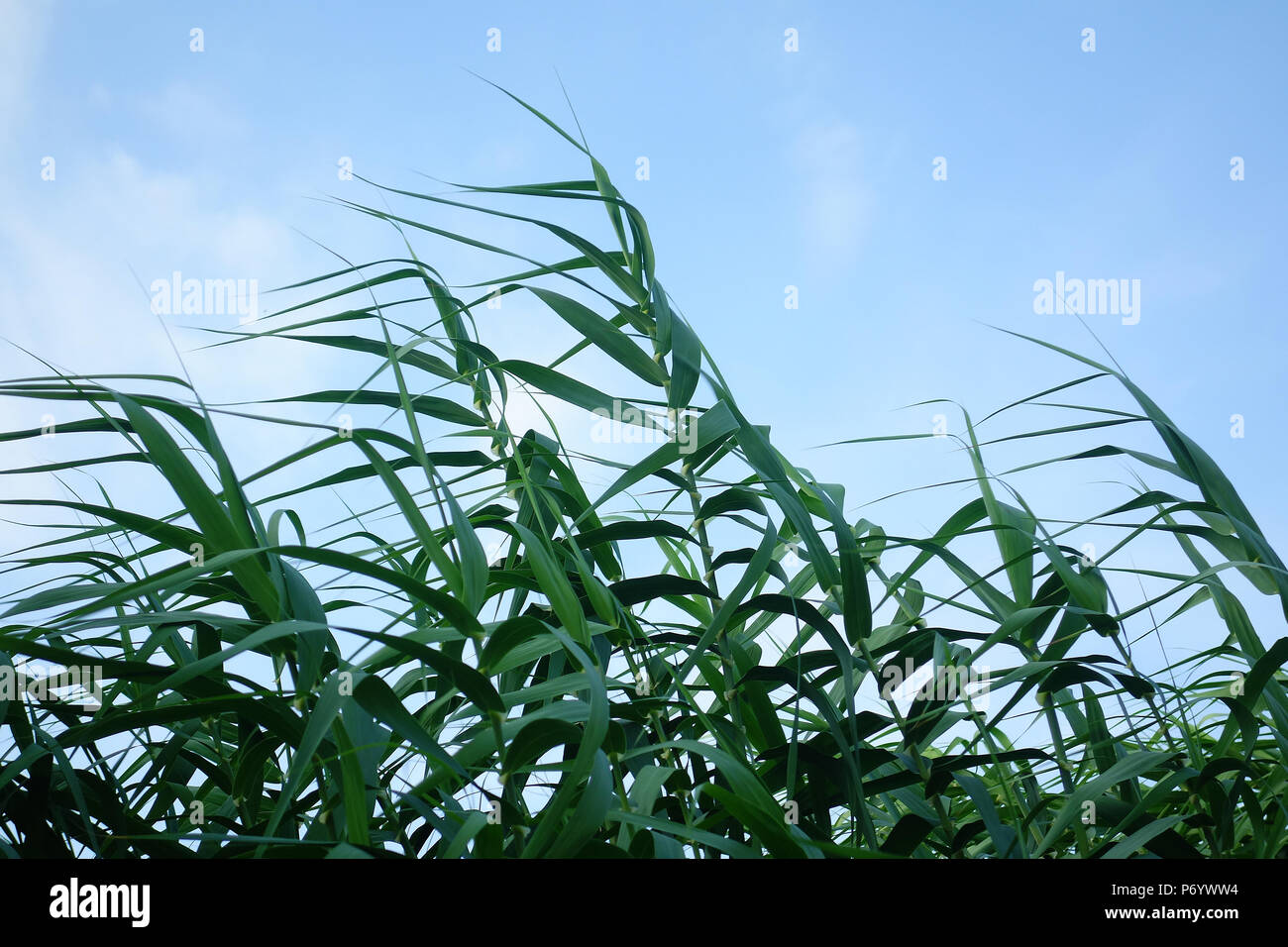 Wind in maize agriculture field Stock Photo - Alamy