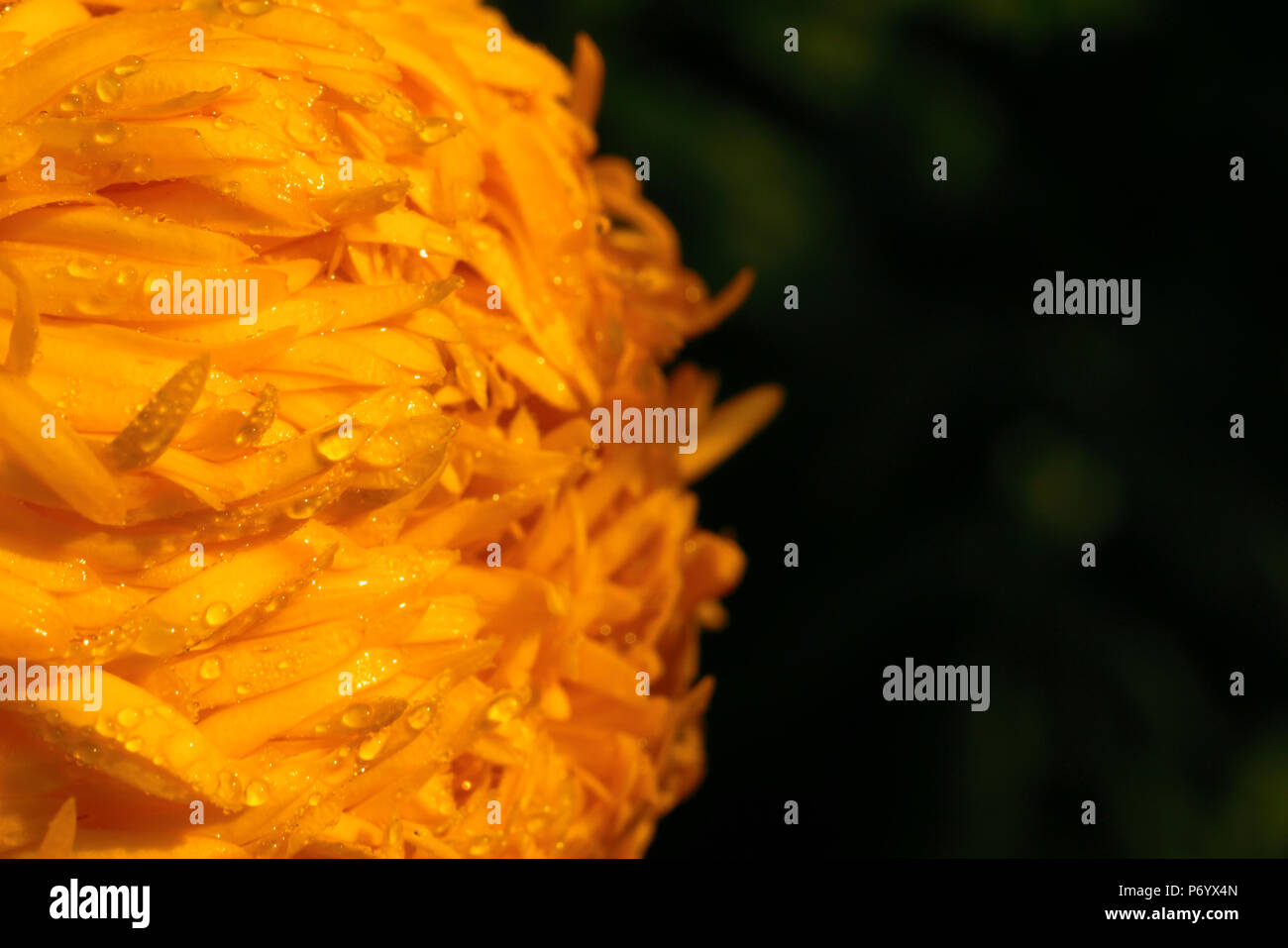 Close up texture of yellow marigold with after rain drop and blurred ...
