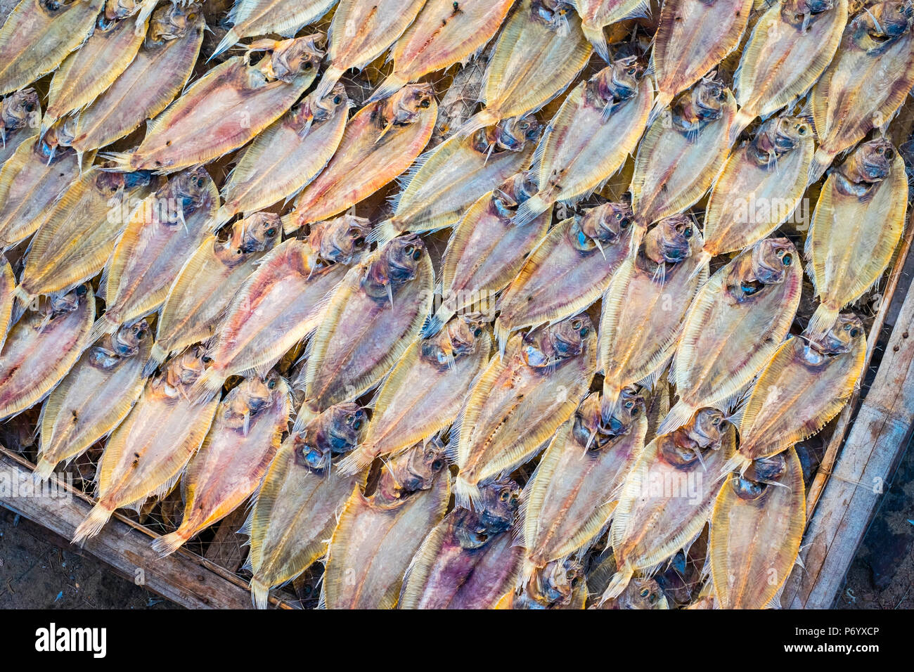 Tilapia drying in the sun at Mui Ne fishing harbor, Phan Thiet, BÃ¬nh ...