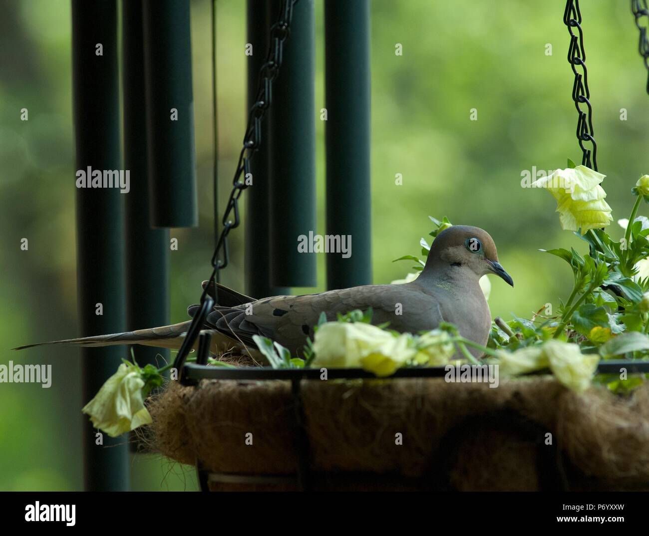 Doves nest in a hanging basket initially planted with yellow pansies ...