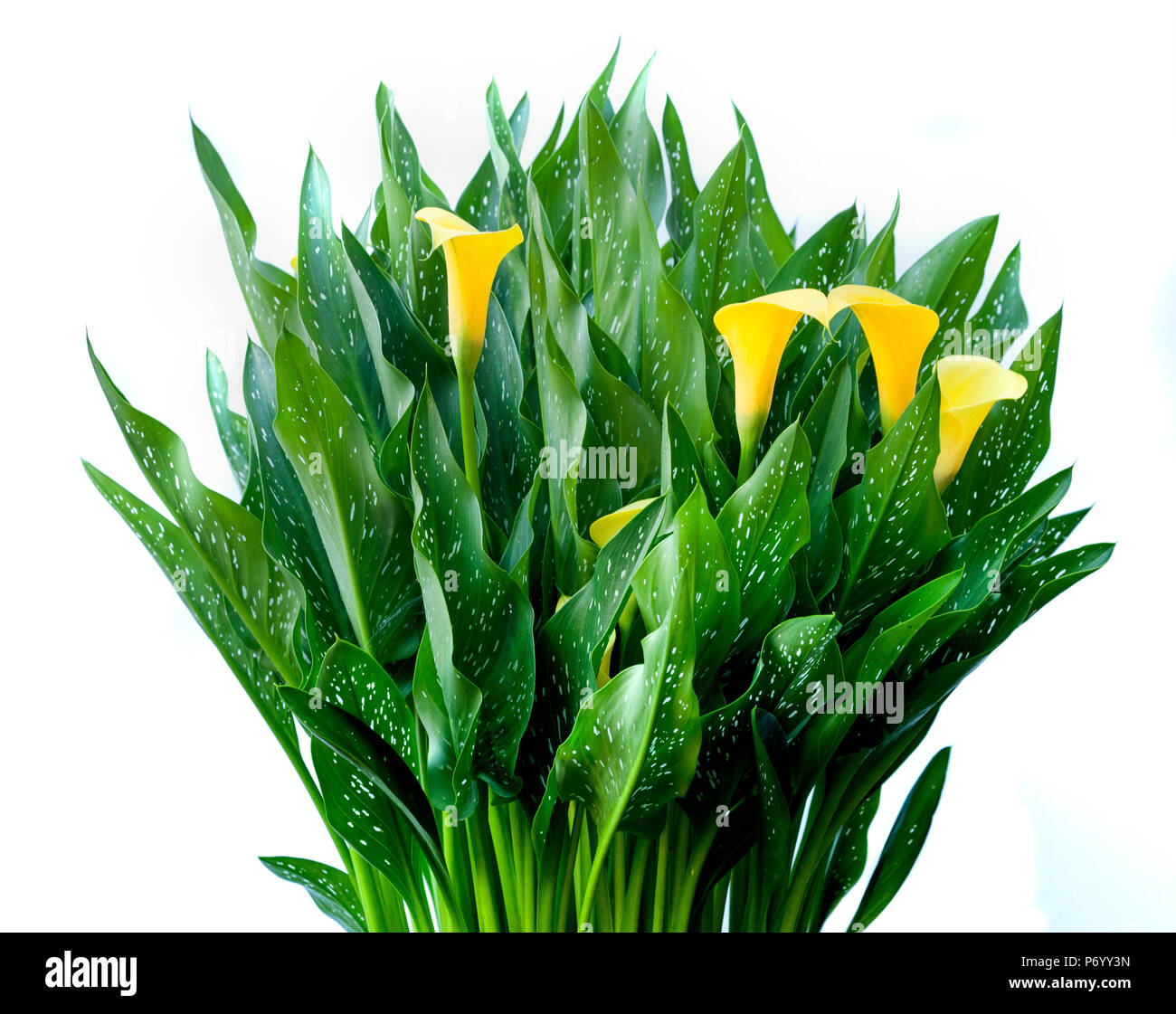 Pot of Yellow Calla lilies against a white background Stock Photo - Alamy