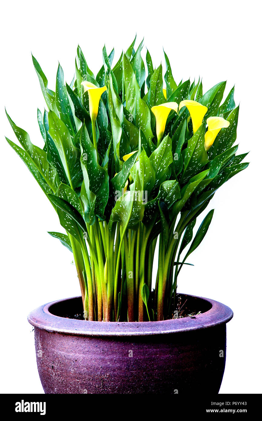 Pot of Yellow Calla lilies against a white background Stock Photo - Alamy