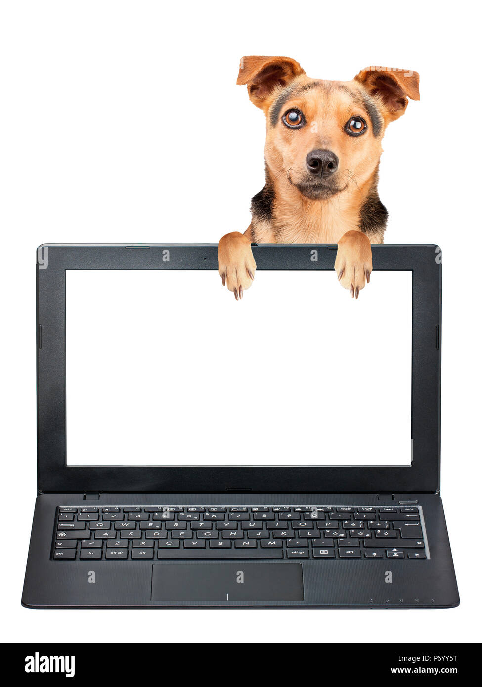 Little dog peeping behind blank screen laptop isolated on white Stock ...