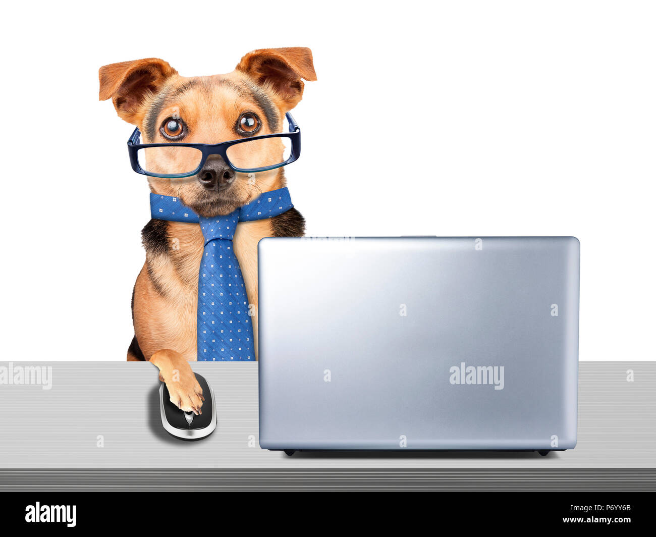 Funny Dog wearing glasses and tie working at computer laptop at desk ...