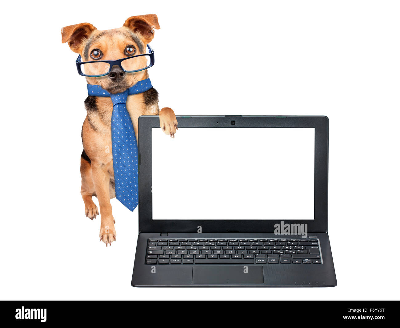 Funny Dog wearing glasses and tie showing blank screen laptop isolated ...