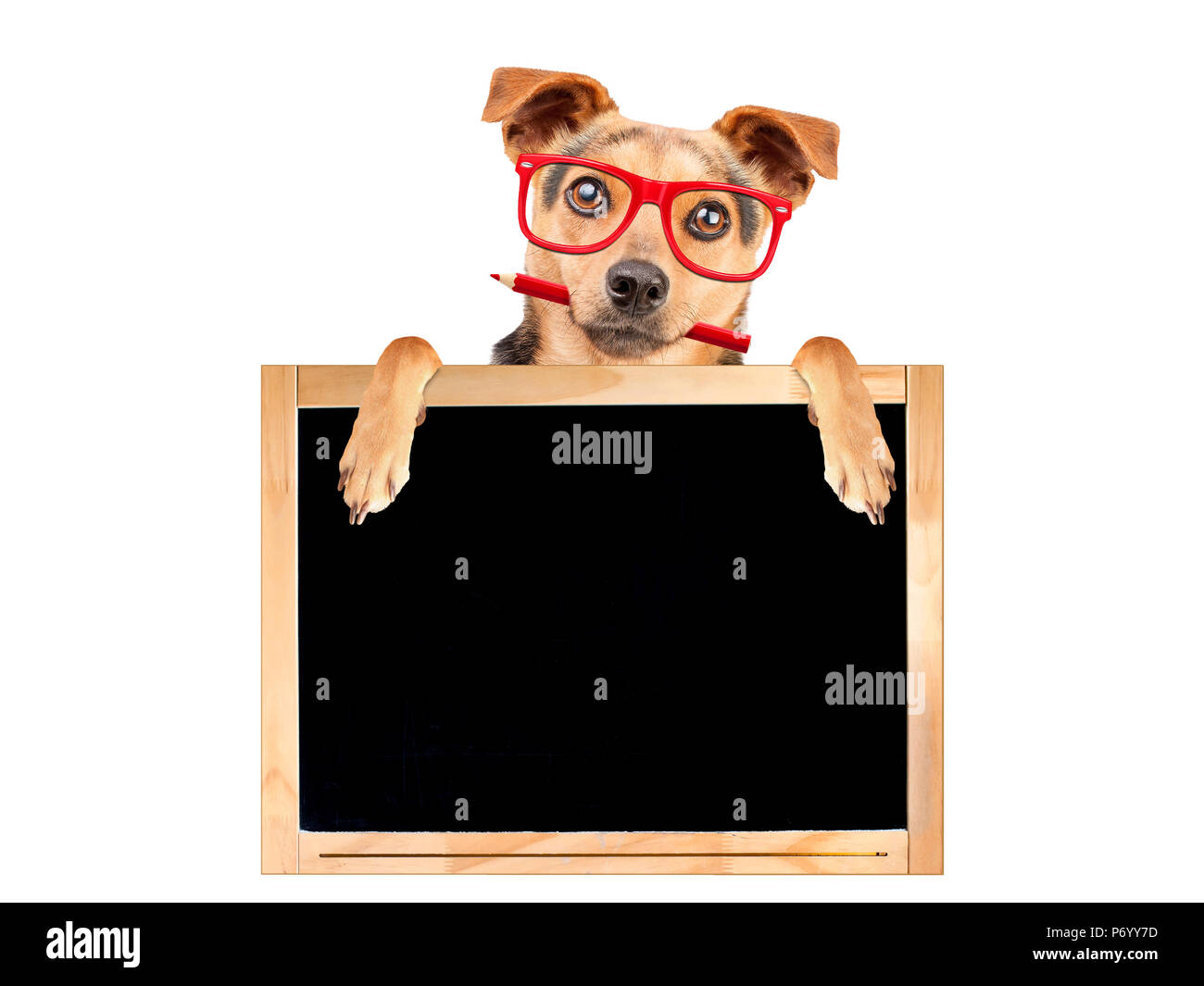 Funny dog wearing red glasses and holding pencil behind blank ...
