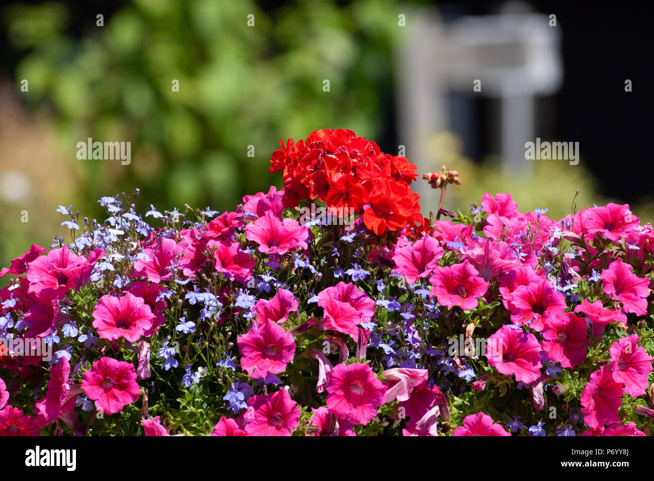 Attractive flower display hi-res stock photography and images - Alamy