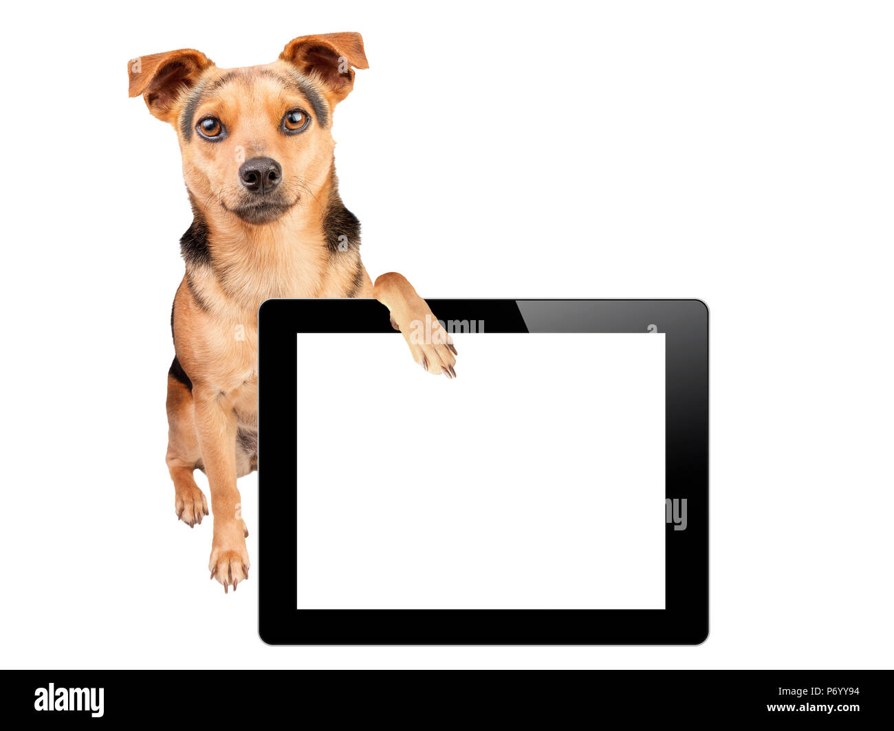 Dog with paw on tablet with blank screen isolated Stock Photo - Alamy