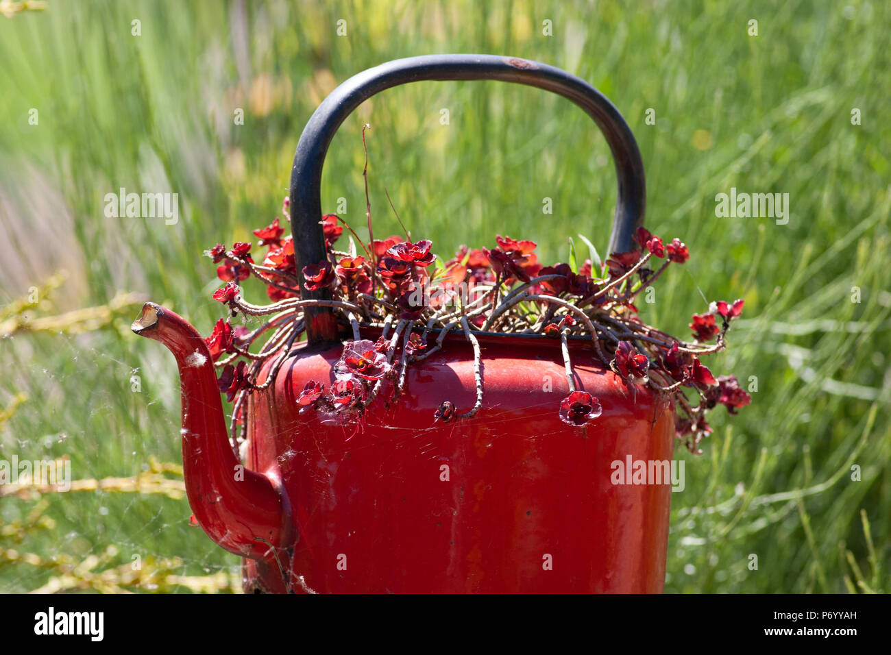 Garden kettle hi-res stock photography and images - Alamy