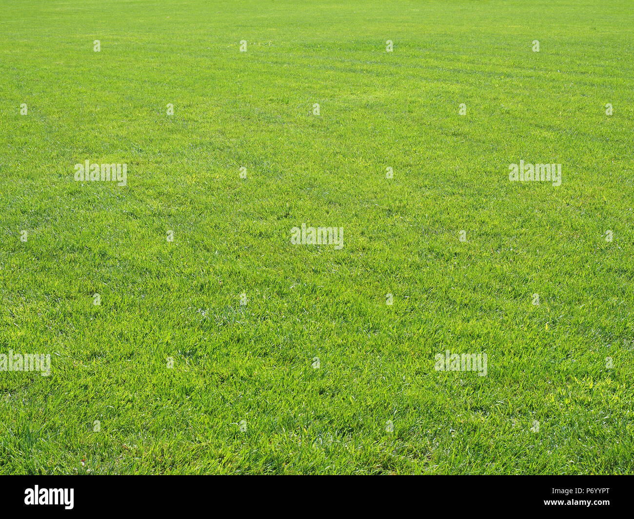 Green grass meadow Stock Photo - Alamy