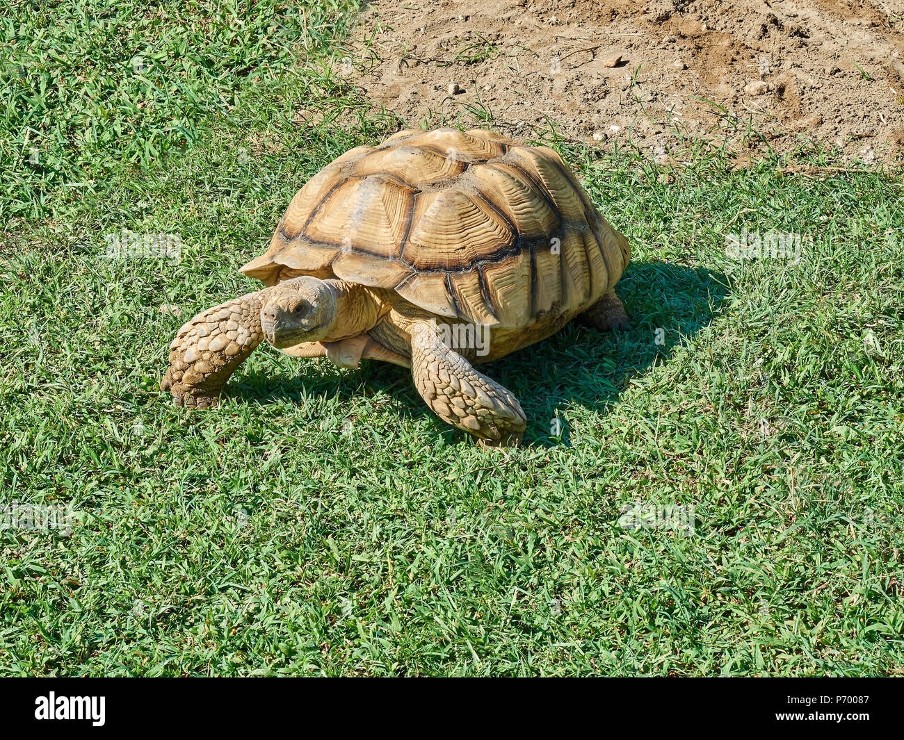 Reptile walking zoo grass hi-res stock photography and images - Alamy
