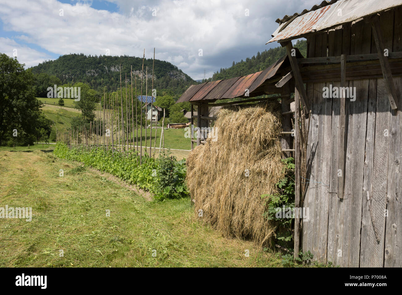 Grass drying on a small version of traditional Slovenian drying frame ...