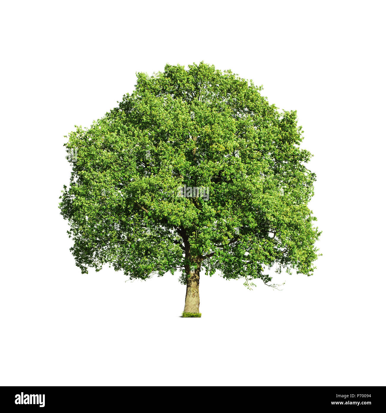 Isolated big tree hi-res stock photography and images - Alamy