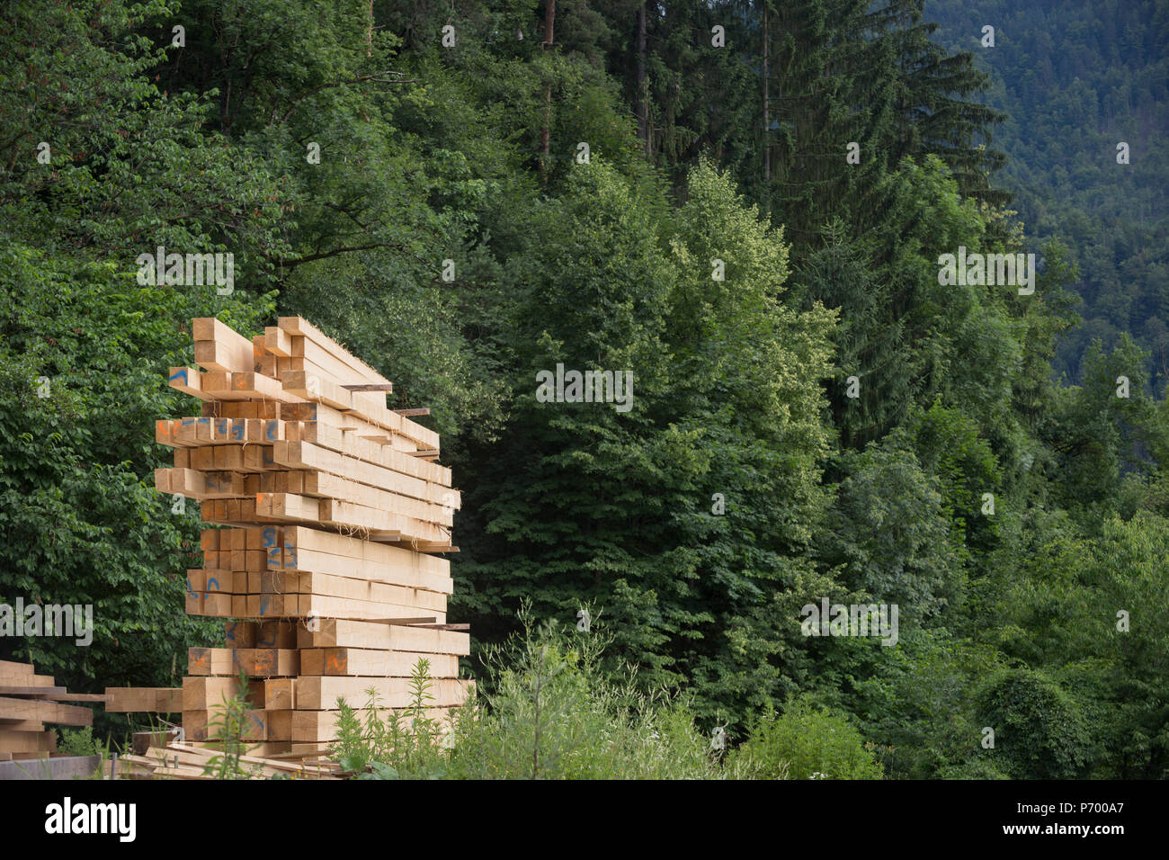 New-sawn planks piled up in a timber yard near a pine forest in rural ...