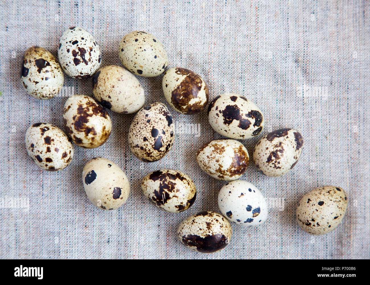 Top view mottled quail hi-res stock photography and images - Alamy
