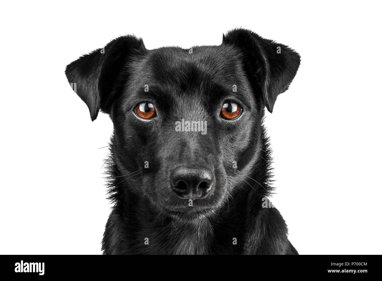 Portrait dog isolated Stock Photo - Alamy