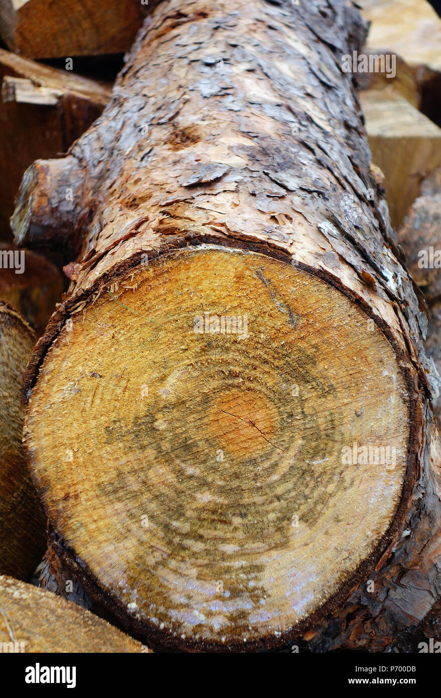 Section of wooden log Stock Photo - Alamy