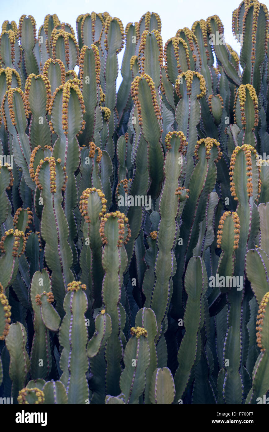 Cactus de palma hi-res stock photography and images - Alamy