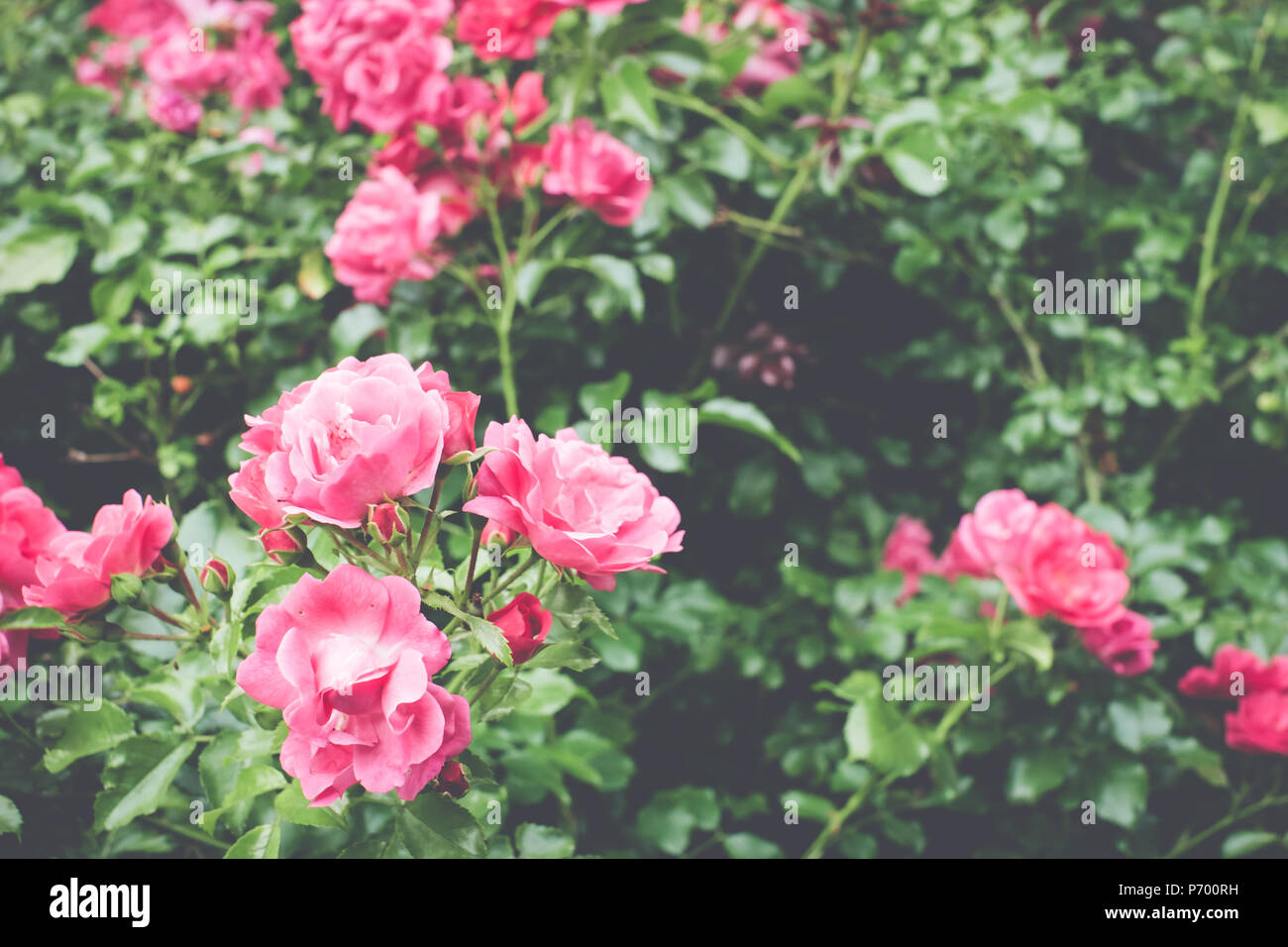 rose garden in bloom backdrops - springtime nature Stock Photo - Alamy