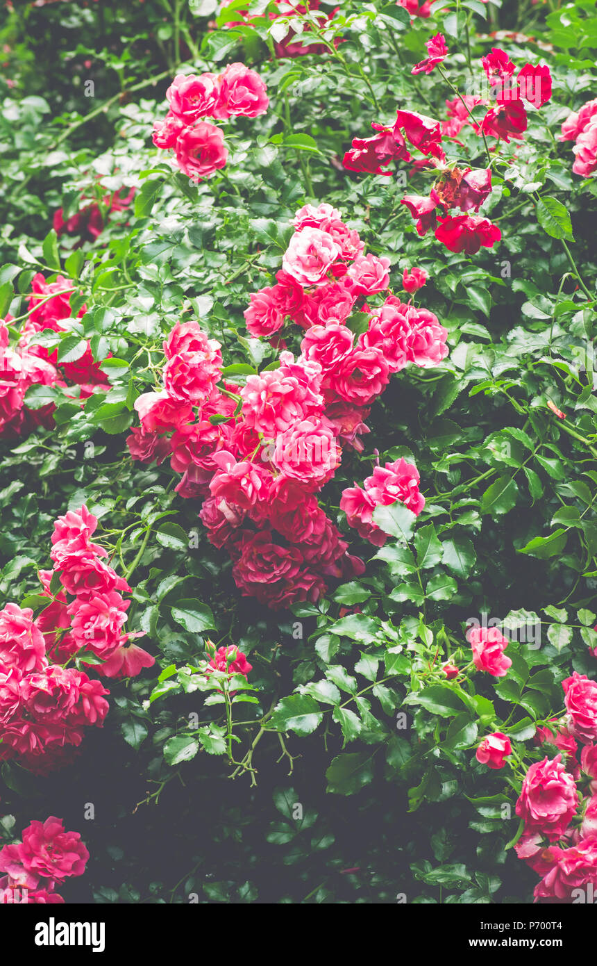rose garden in bloom backdrops - springtime nature Stock Photo - Alamy