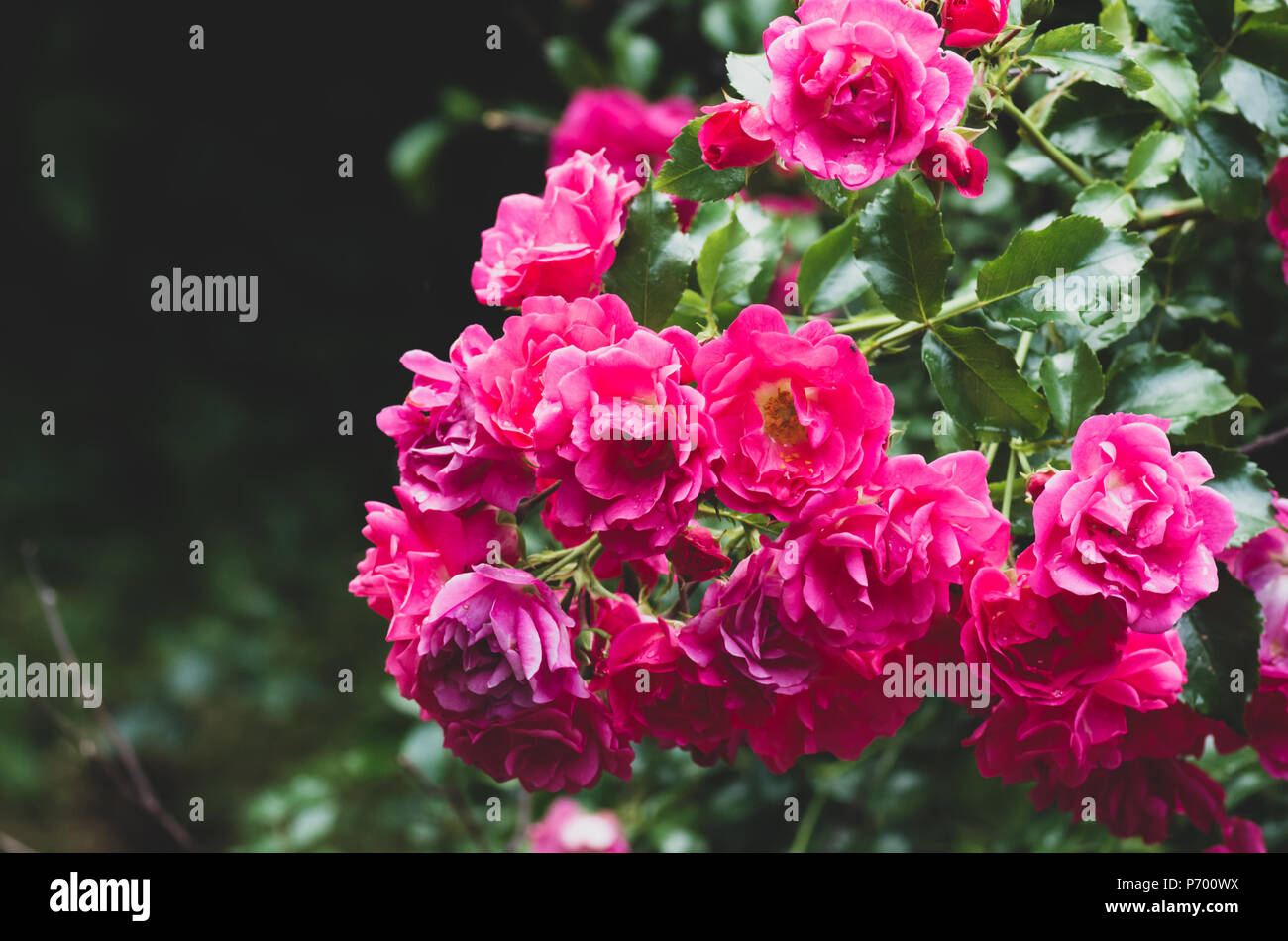 rose garden in bloom backdrops - springtime nature Stock Photo - Alamy