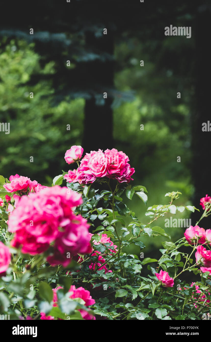 rose garden in bloom backdrops - springtime nature Stock Photo - Alamy