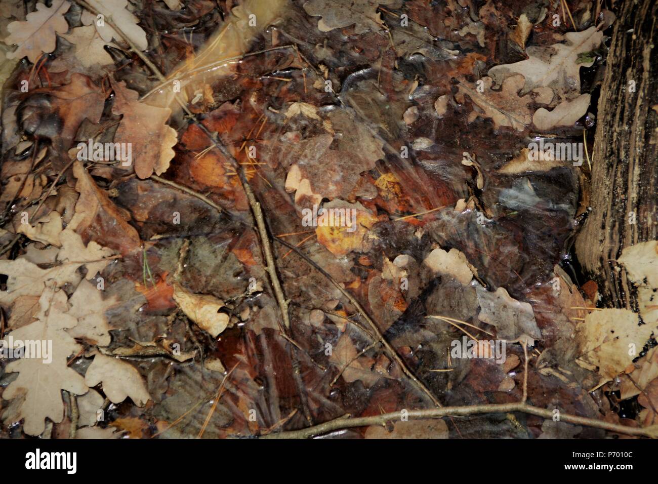 Frozen leaf litter hi-res stock photography and images - Alamy