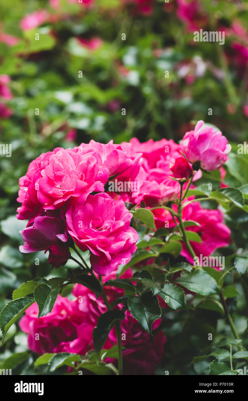 rose garden in bloom backdrops - springtime nature Stock Photo - Alamy